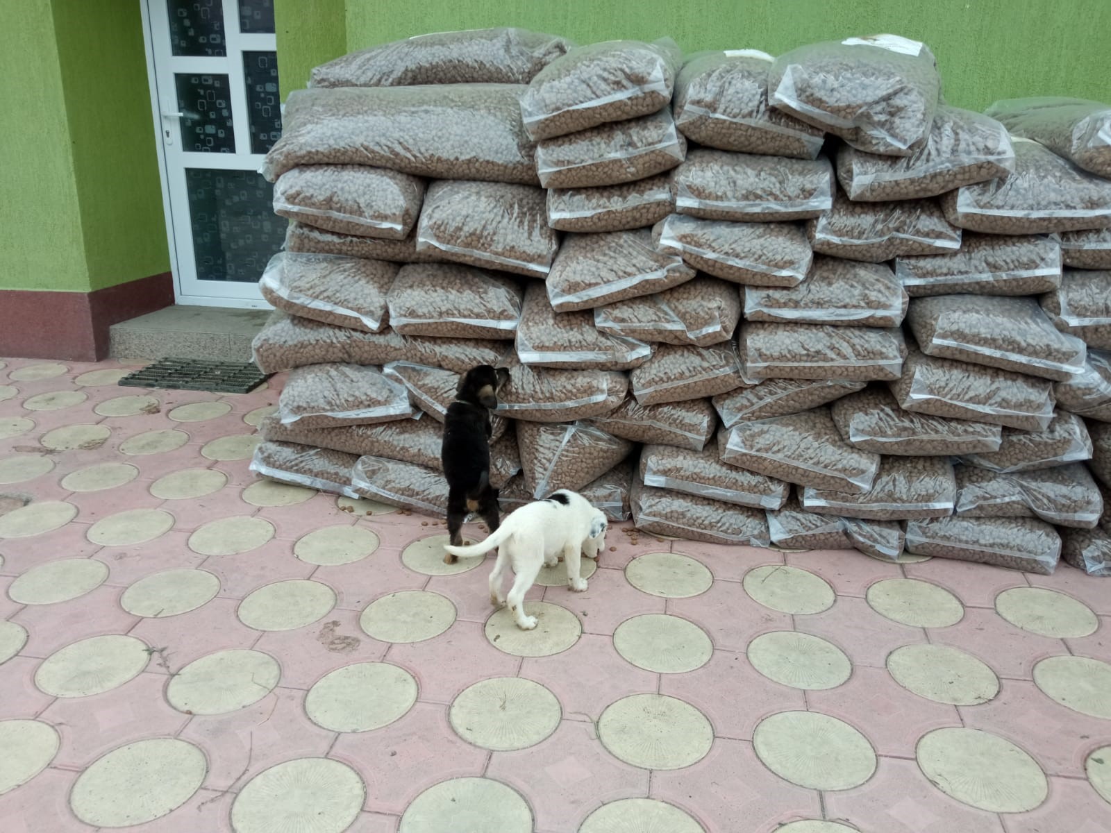 Tierheim Tierfutter - Spenden und helfen